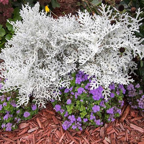 Outsidepride Dusty Miller Flower Seeds 10 000 Pcs Annual