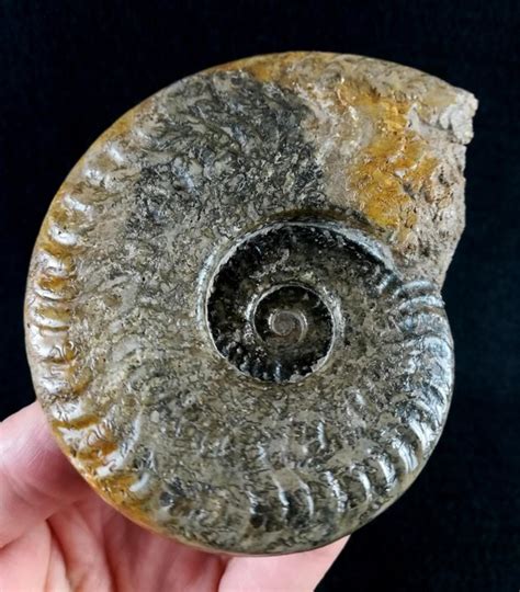 Impressive Ammonites Excellent Suture Line Catawiki