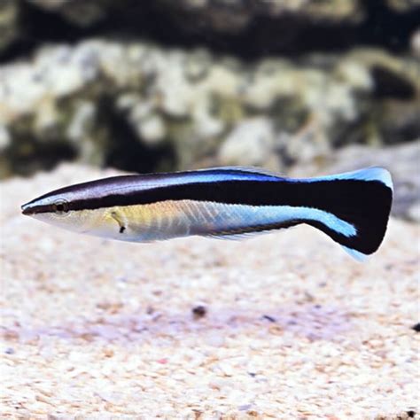 Bluestreak Cleaner Wrasse Affordable Aquaria