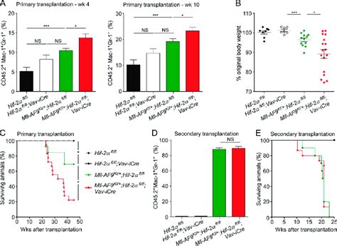 Hif 2α Deletion In Mll Af9 Ki Mice Accelerates Aml Development But Download Scientific