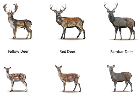Different Type Of Deer