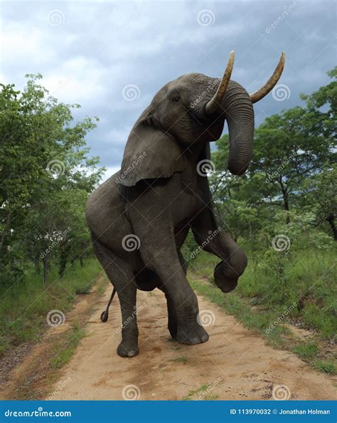 Olifant In Het Nationale Park Van Hwage Zimbabwe Omhoog Grootbrengend