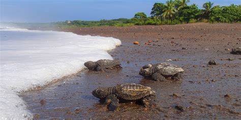 Ostional Wildlife Refuge Sea Turtle Arribadas In Costa Rica
