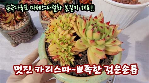 멋진 수형 마제스타철화 창분에 분갈이차분하게 여성스럽게 이번에는 해요ㅎ 편안하게 함께해요다육분갈이 Youtube