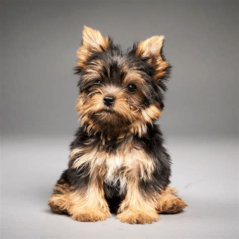 Dulces Perros Yorkshire Terrier