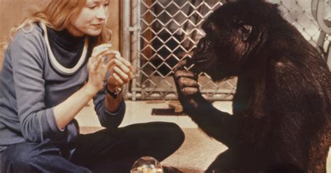 Entre Koko La Gorille Et Penny Patterson La Planète Des Signes