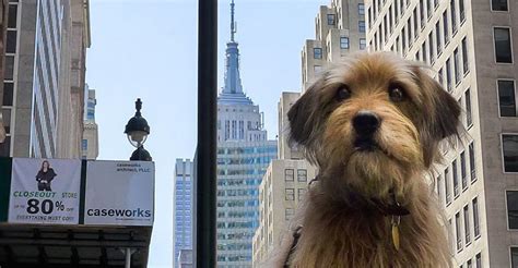 Benji Streaming Where To Watch Movie Online