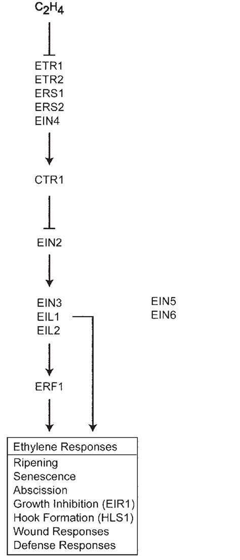 Ethylene Signal Pathway In Plants At Jesse Wurth Blog