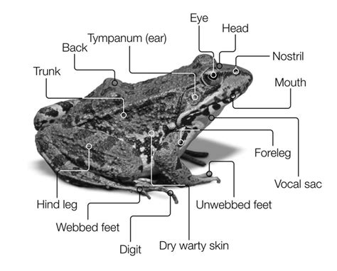 Wood Frog Structural Adaptations At Tayla Macdermott Blog
