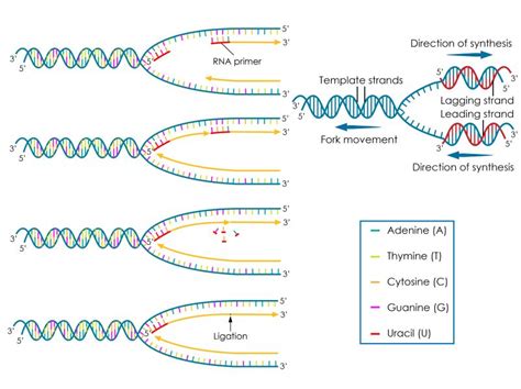 Crispr Biotech Engineering On Linkedin Dna Replication And The
