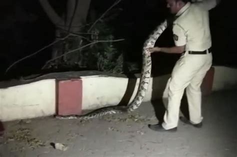 In Mumbais Bandra A Python Came For Darshan At Ganesh Chaturthi