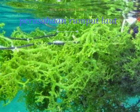 Cara Membuat Rumput Laut Kering