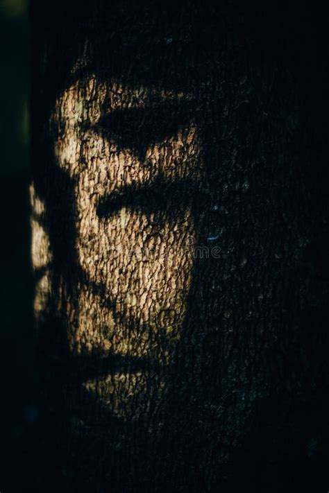The Leaves Were Illuminated By The Setting Sun Casting Shadows On The