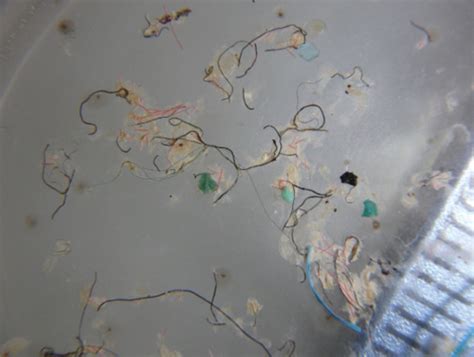 Microplastics Sampling And Processing Guidebook Mississippi State