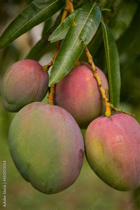 Jamaica West Indies Mangoes At Daryl Hudson Blog