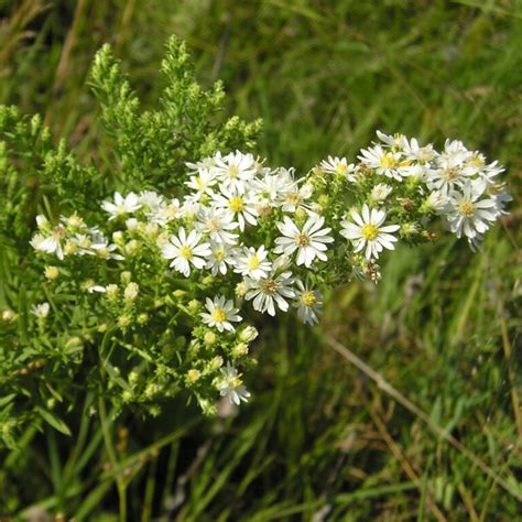 Mn Native Heath Aster Plants Natural Shore Technologies