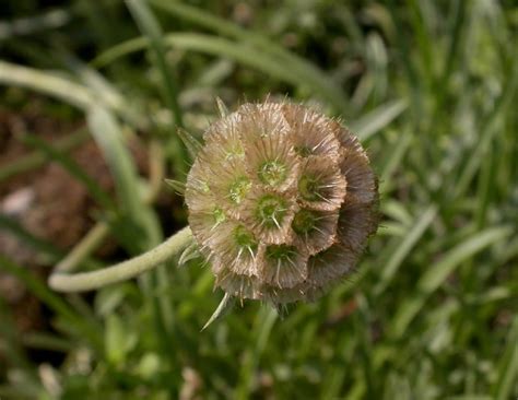 Scabiosa Graminifolia Dipsacaceae Image 7101 At