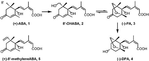 Chemical Structures Of Aba 1 8 Oh Aba 2 Pa 3 Dpa 4
