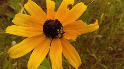 10 Tiny Green Bugs That Could Be Bugging You This Summer How I Get Rid Of