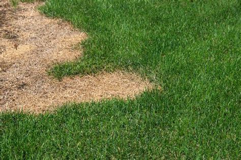 Alan Titchmarsh Reveals Easiest Trick To Solve Bald Lawn Patches In