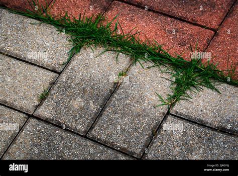 Background Interlocking Paving Rectangles Overgrown With Grass Stock