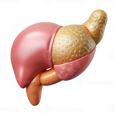 Impressive Modern Liver Digestive System Cutout For Medical Charts