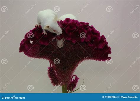 Two Young White Buttered Cassava Chips In Wildflowersmice Are Eating
