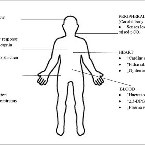 Pdf Physiology Of High Altitude Acclimatization