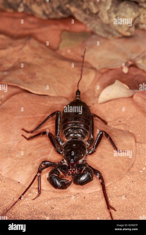 Desert Vinegaroon Spider