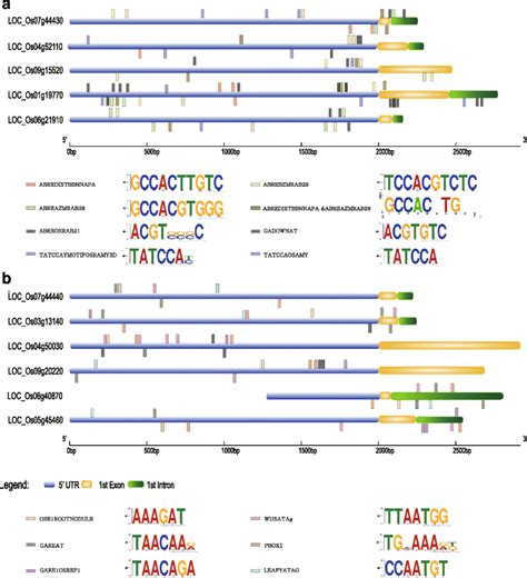 Identification Of Cres Responsible For Unique Expression Patterns Of