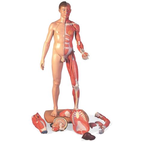 Life Size Dual Sex Human Figure Part LabWorld Co Uk