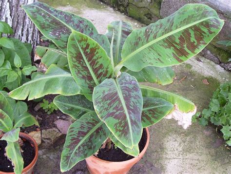 How To Grow Banana Trees In Pots Eco Snippets