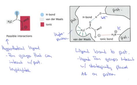 Proteins Function Flashcards Quizlet