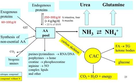 Protein Catabolism Flashcards Quizlet