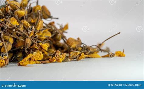 Senna Auriculata Commonly Known By Its Local Names Matura Tea Tree