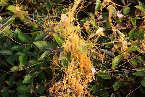 Dodder Weed Grows Without Leaves And Roots Stock Image Image Of Leaves Cuscuta 205748099