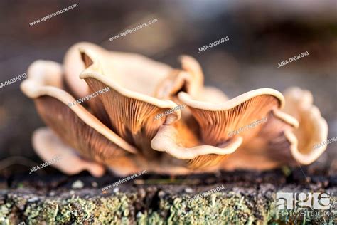 Beautiful Fungus Grow On The Tree Stump Stock Photo Picture And Rights Managed Image Pic MBA