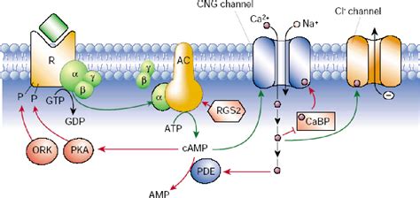 Figure 1 From Sensor Based Machine Olfaction With Neuromorphic Models Of The Olfactory System