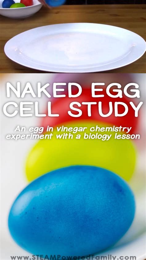 Egg In Vinegar Experiment Artofit