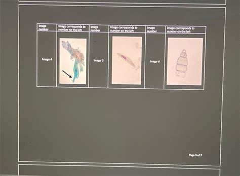 Solved Protists Identification Lab Name Task 1 Fill In Chegg Com