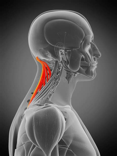 The Semispinalis Capitis Stock Illustration Illustration Of Muscular