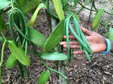 Vanilla Bean Plant How To Grow