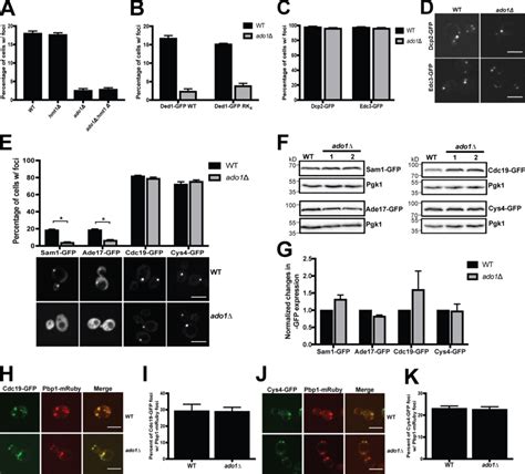 Characterization Of The Sg Phenotype In Ado1Δ Strains A Download Scientific Diagram