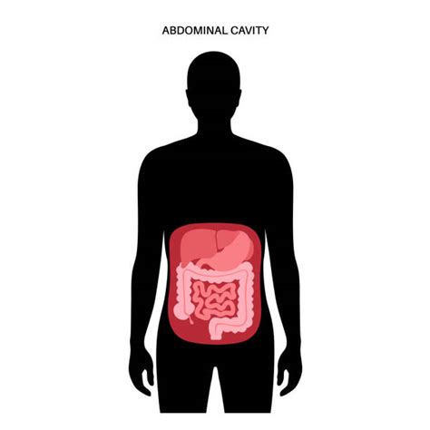 70 Human Stomach Wall Stock Illustrations Royalty Free Vector