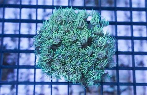 Flower Pot Short Polyp Ultra