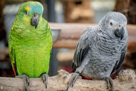 Macaw Vs Parrot Key Differences In Size Color And Intelligence