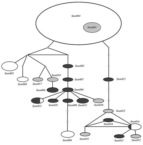 Parsimony Network Estimated In Tcs V121 For Far Atl And Med