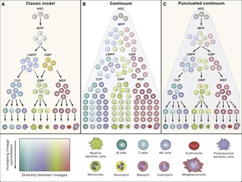 Unraveling Hematopoiesis Through The Lens Of Genomics Cell