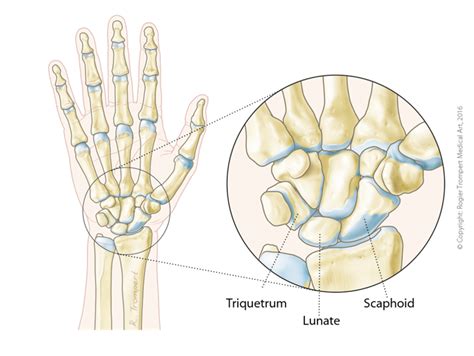 Wrist Bone Diagram