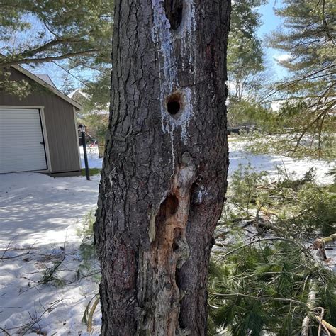 Tree Health Assessments